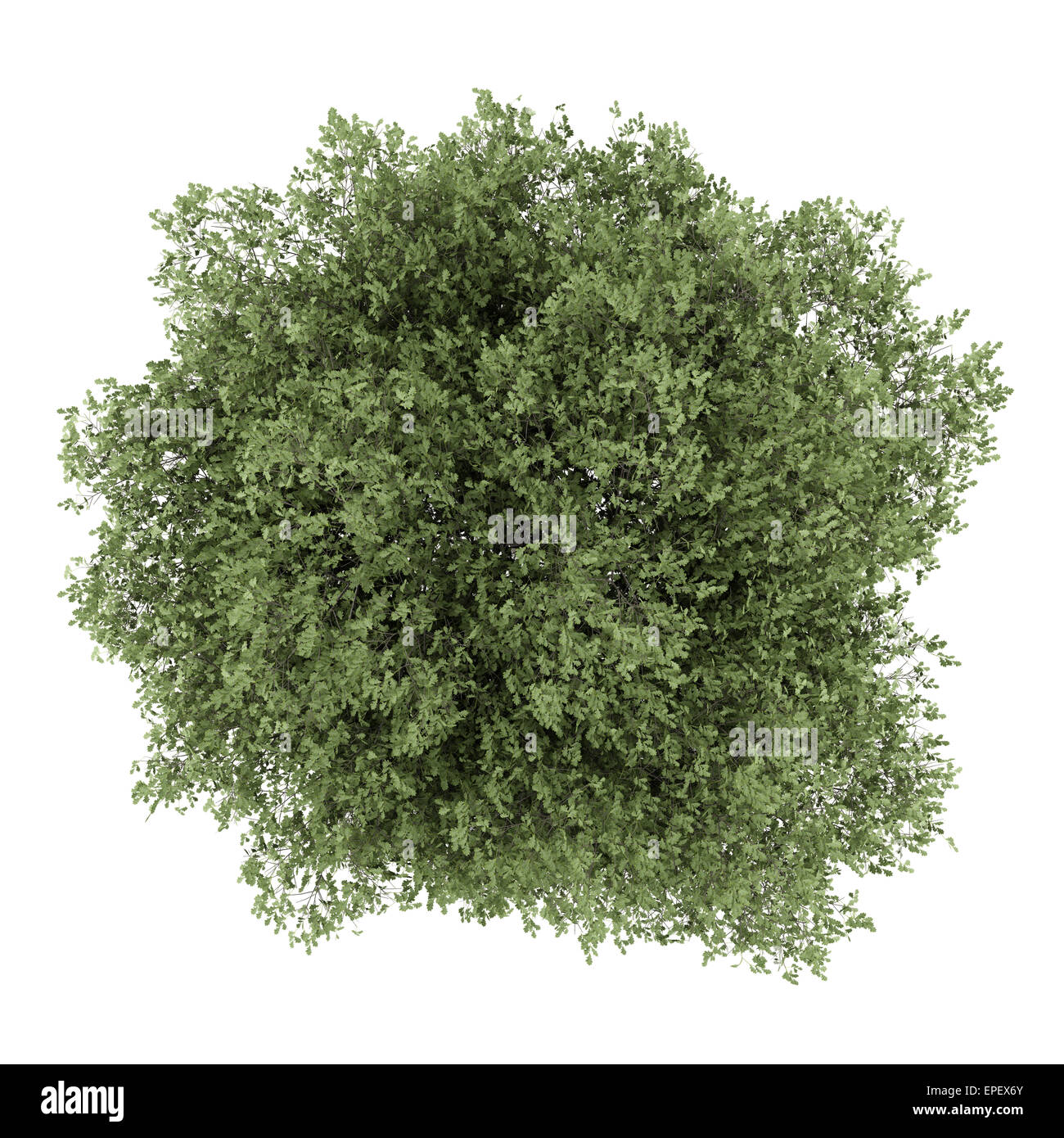 top view of english oak tree isolated on white Stock Photo - Alamy