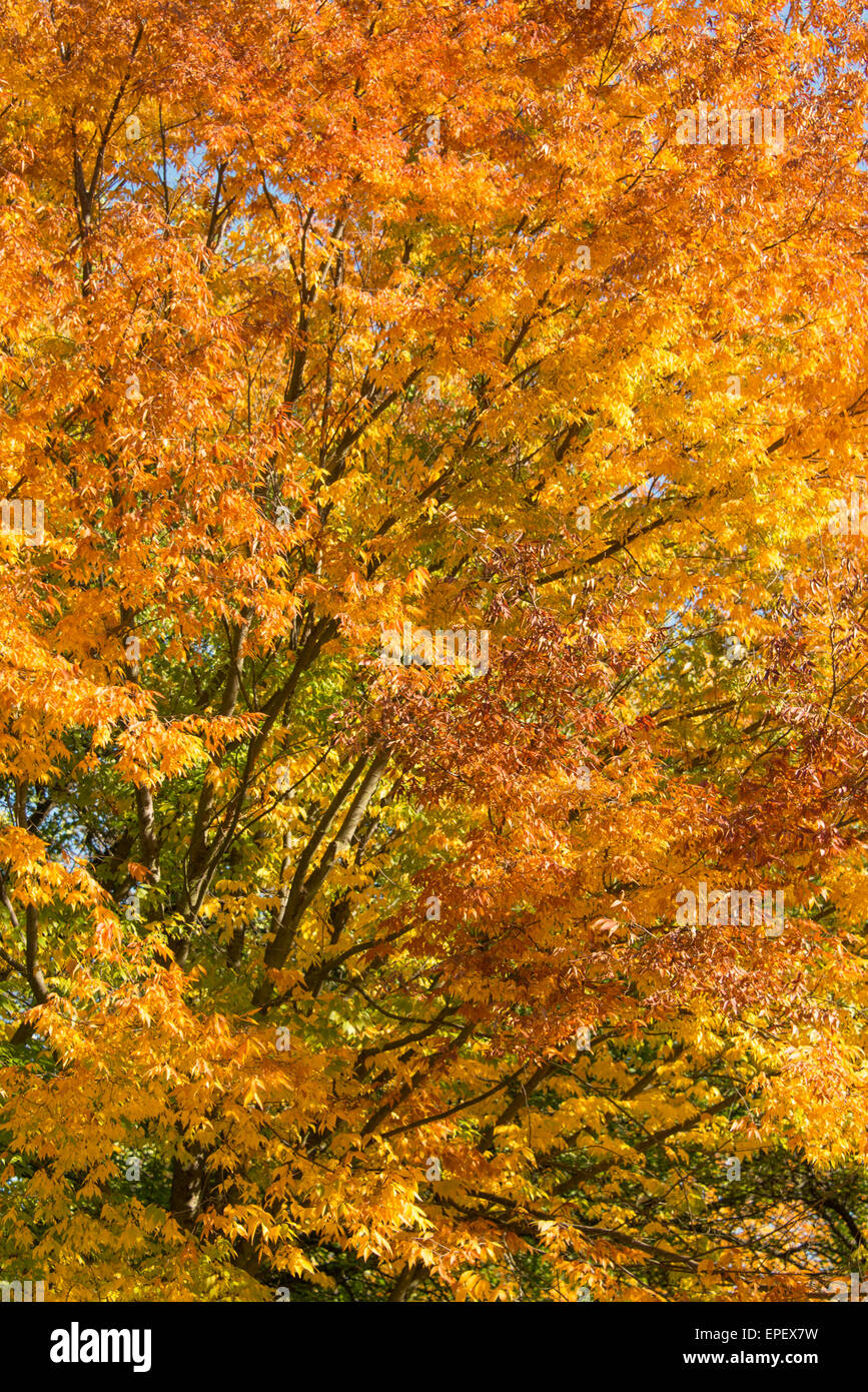 Trees during bright autumn day Stock Photo - Alamy