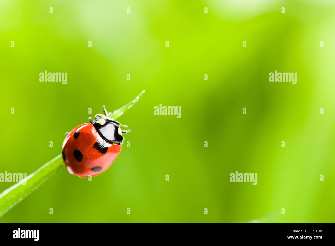 Ladybug running along on blade of green grass Stock Photo - Alamy