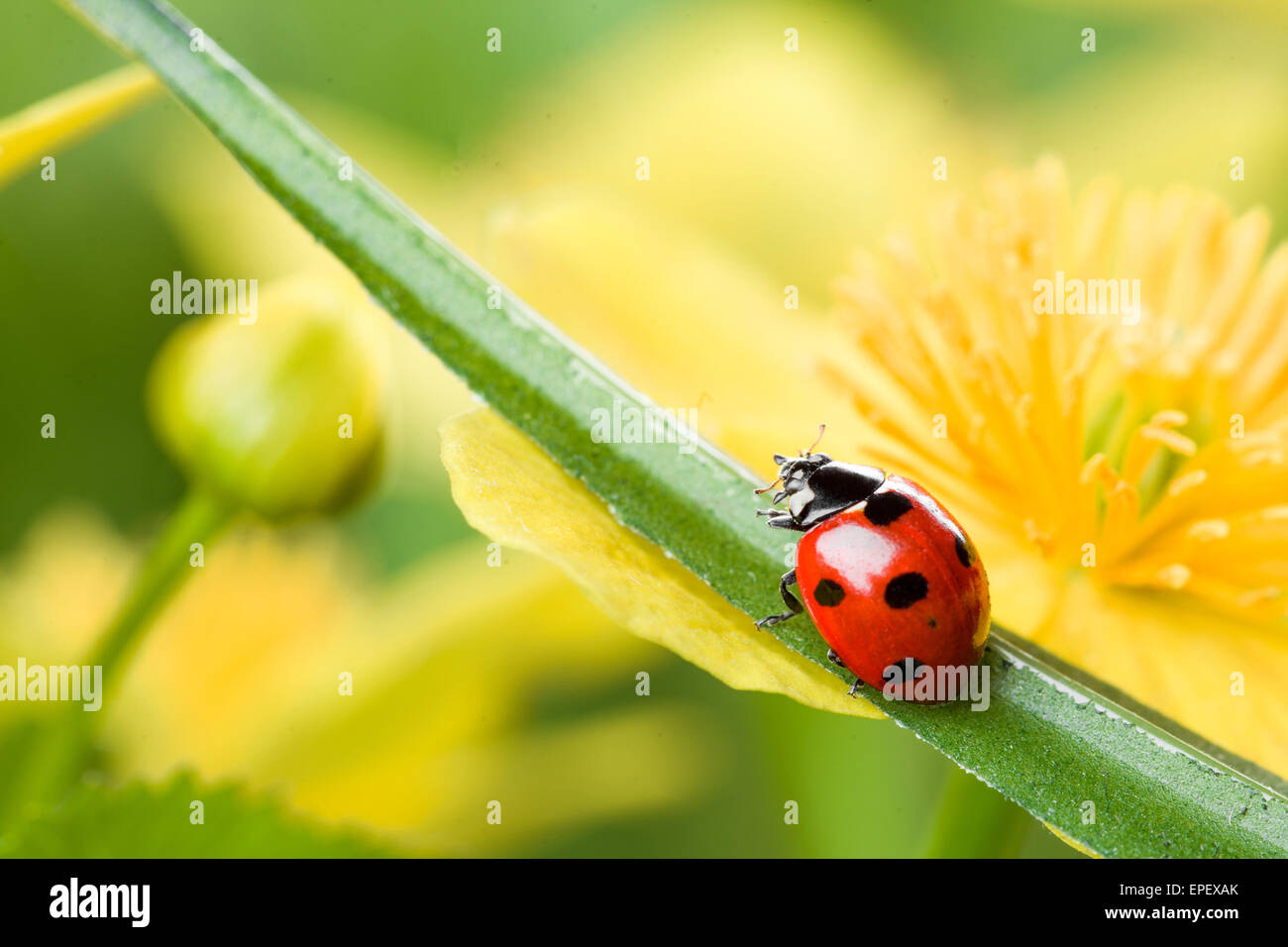 Sun ladybug hi-res stock photography and images - Alamy