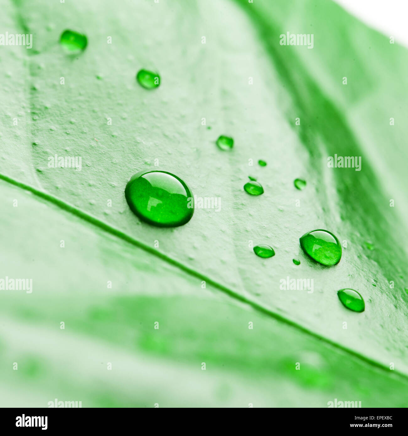 Water leaf plants hi-res stock photography and images - Alamy