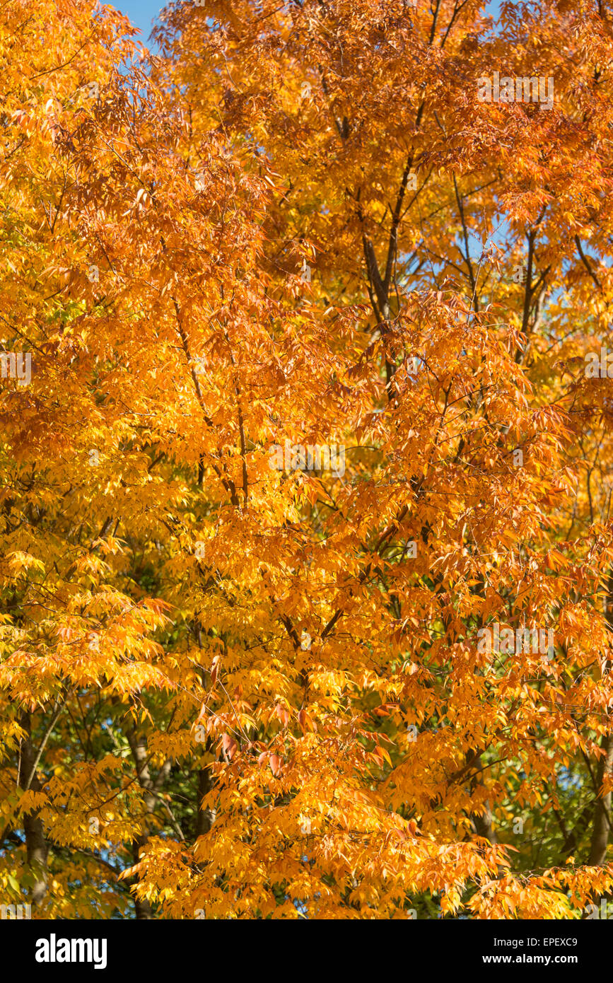 Trees during bright autumn day Stock Photo - Alamy