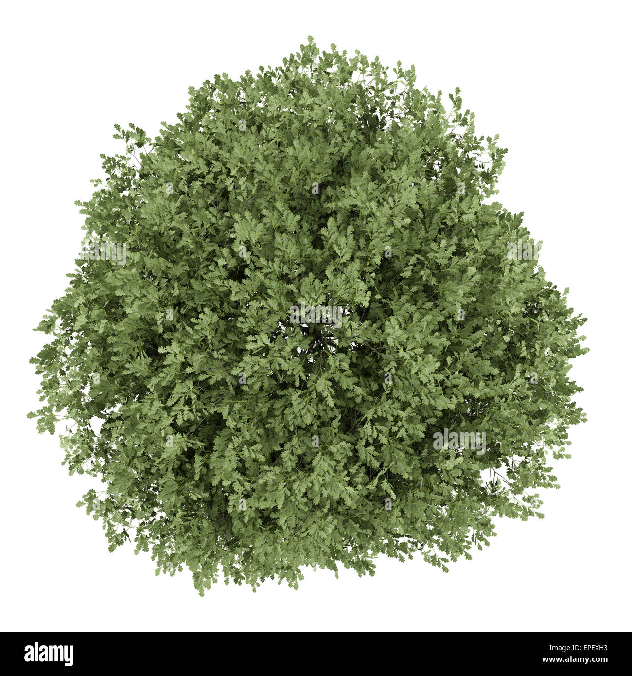 top view of english oak tree isolated on white Stock Photo - Alamy