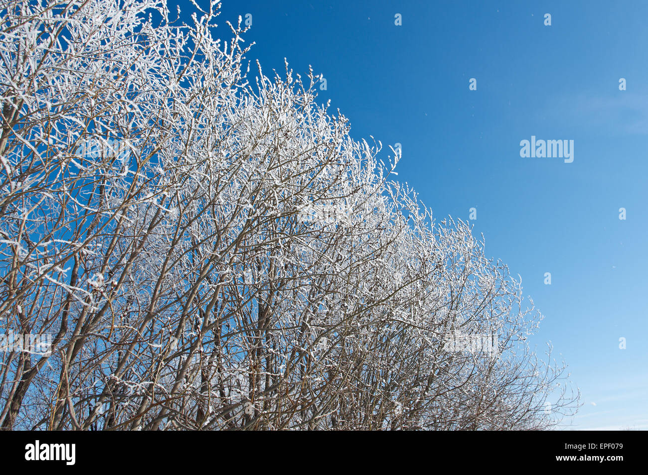 Winter landscape. frozen trees. a bright sunny day Stock Photo - Alamy
