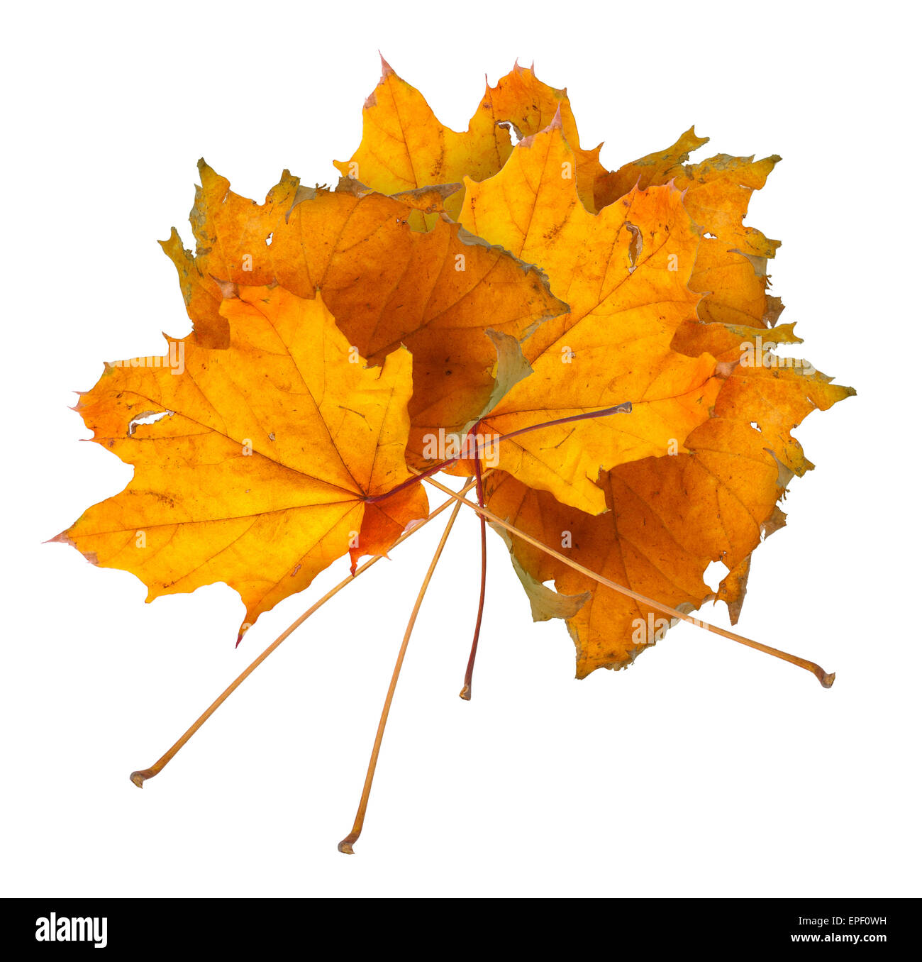 Autumn maple branch with leaves isolated on a white background Stock ...