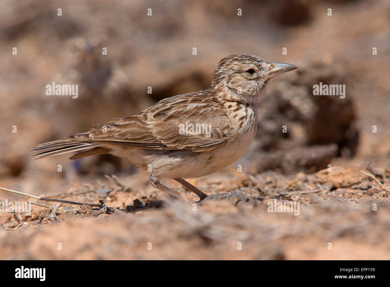 Lark hi-res stock photography and images - Alamy