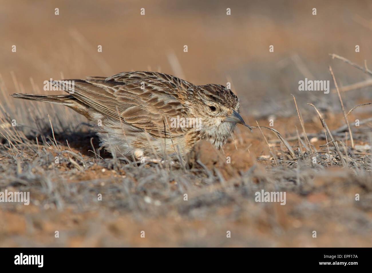 Razo hi-res stock photography and images - Alamy