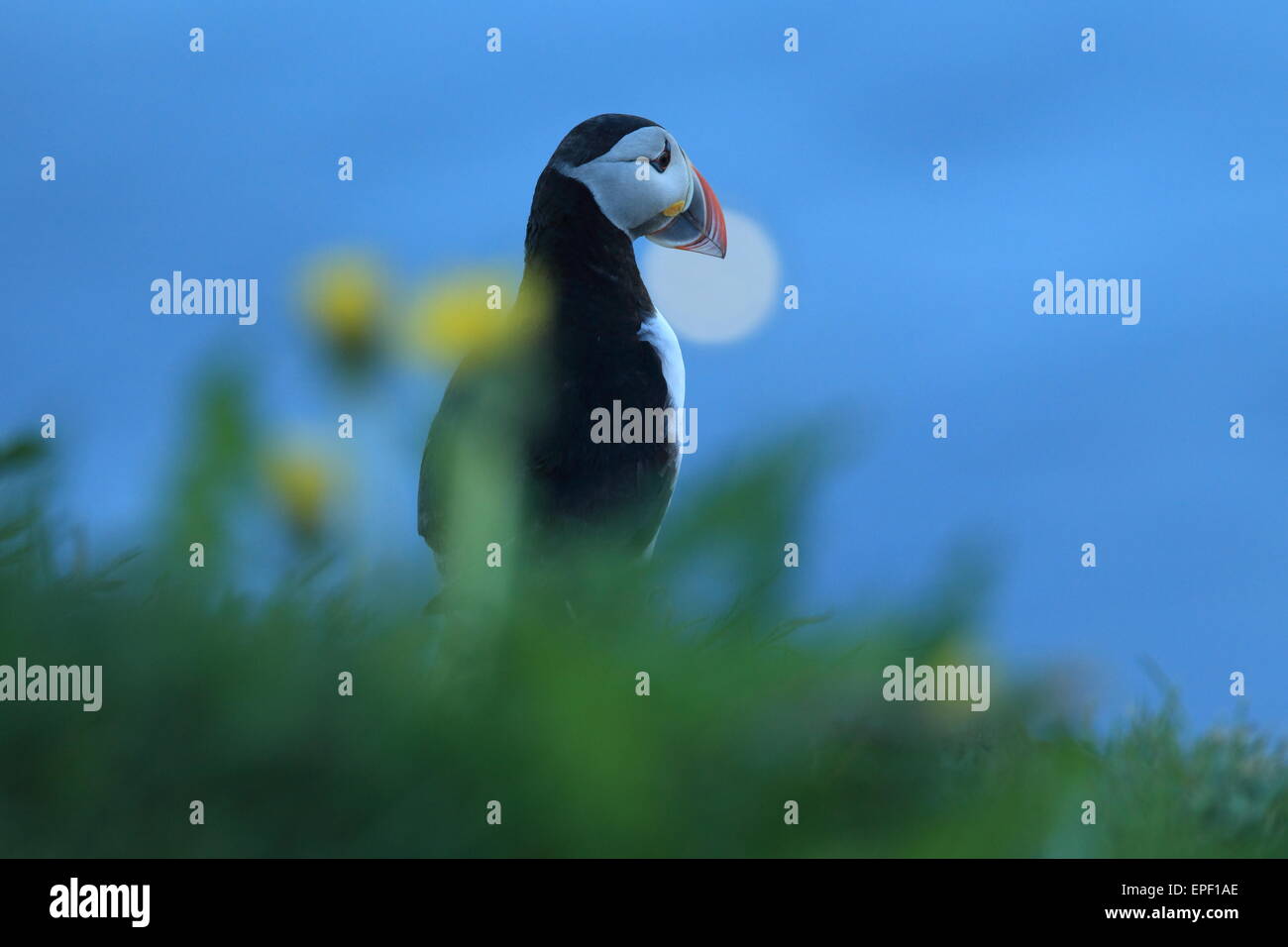 Puffin bird beach hi-res stock photography and images - Alamy