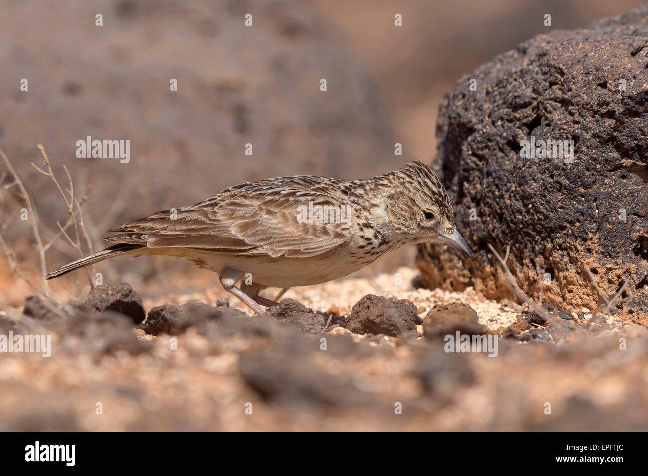 Raso lark hi-res stock photography and images - Alamy
