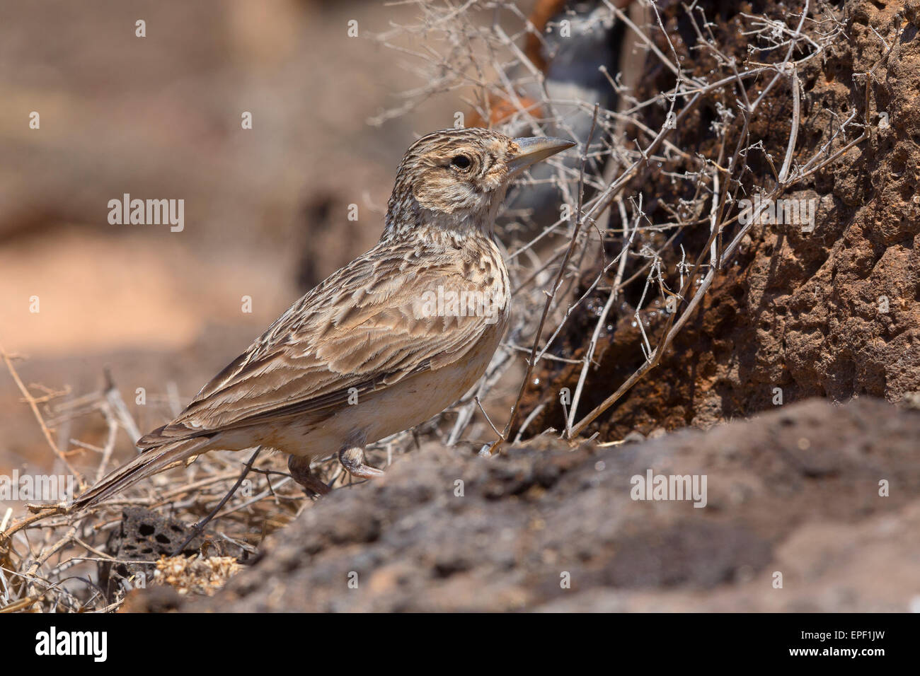 Razo High Resolution Stock Photography and Images - Alamy