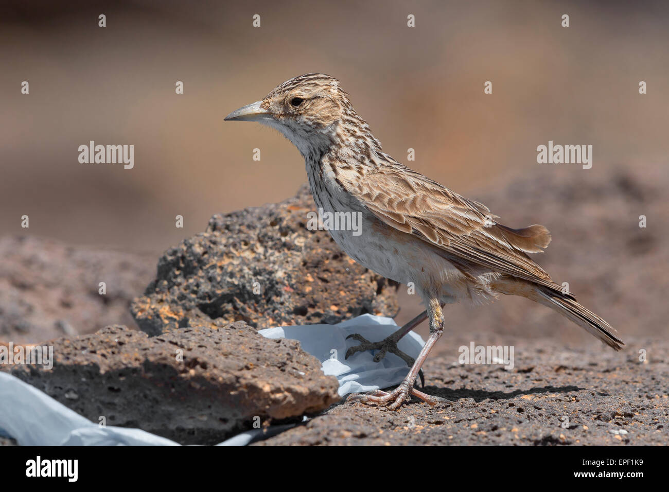 Raso lark hi-res stock photography and images - Alamy