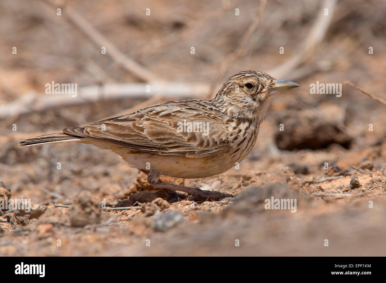 Raso lark hi-res stock photography and images - Alamy
