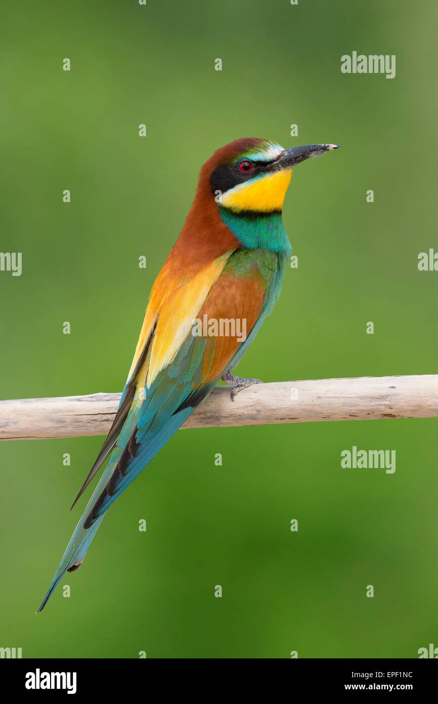 Merops apiaster hi-res stock photography and images - Alamy