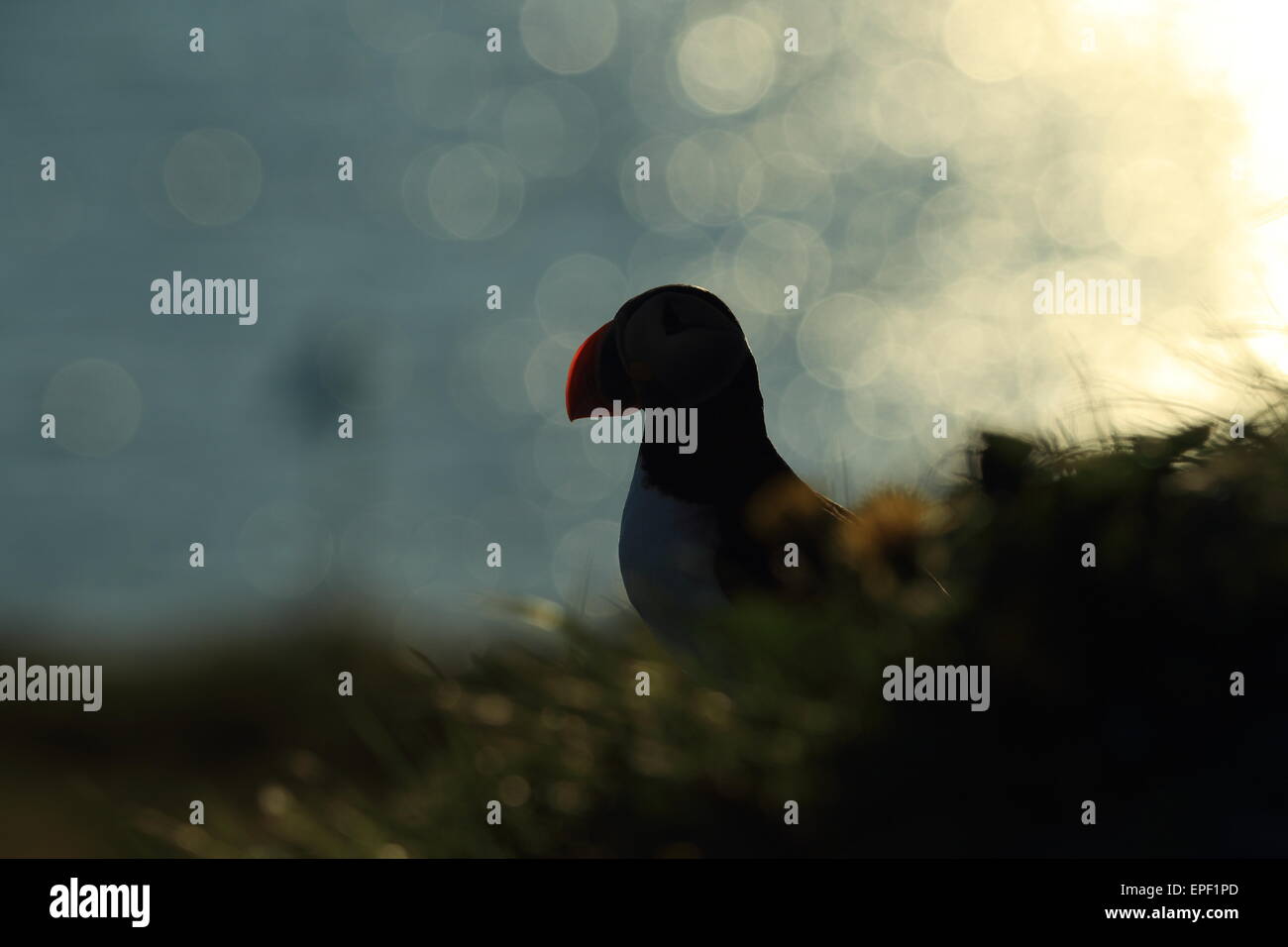 Puffin ice hi-res stock photography and images - Alamy