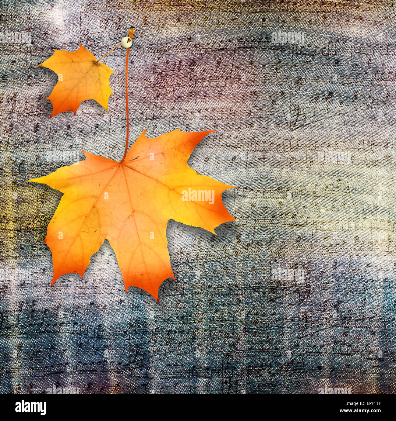 Jeans autumn maple leaves hi-res stock photography and images - Alamy