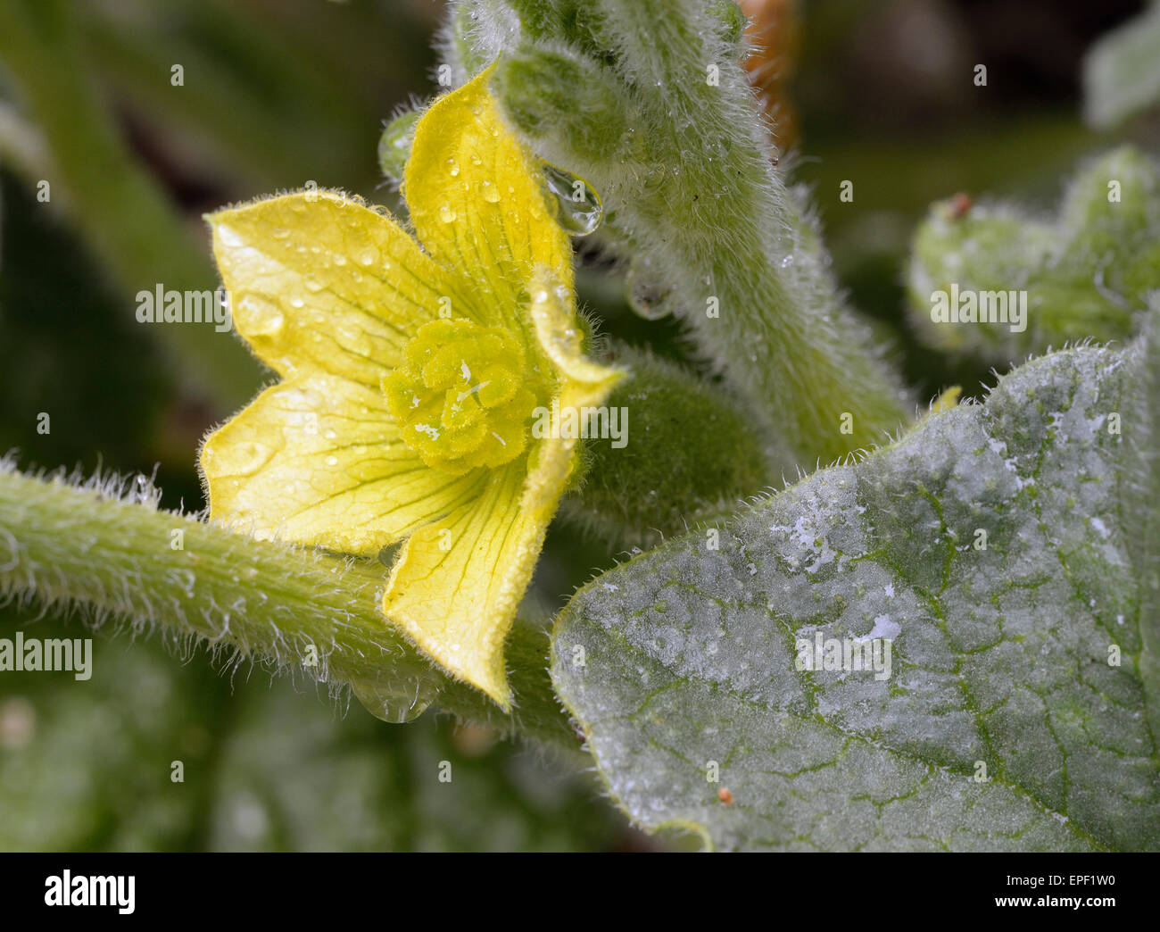 Squirting cucumber hi-res stock photography and images - Alamy