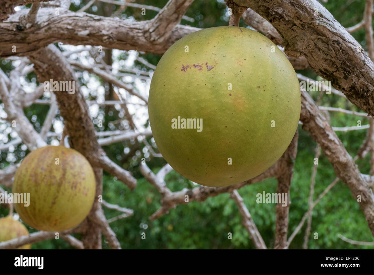 Calabash trees hi-res stock photography and images - Alamy