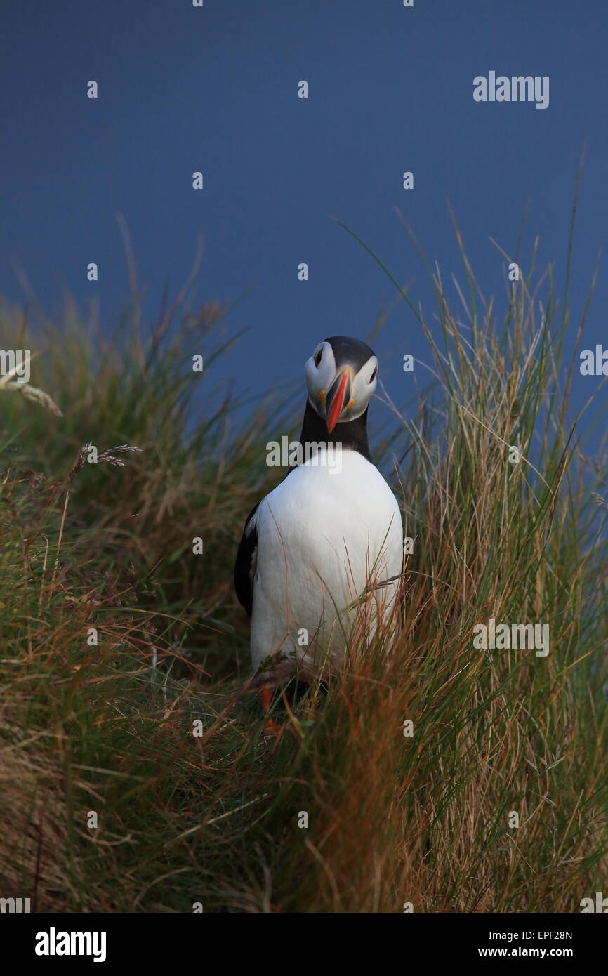Norwegian blue parrot hi-res stock photography and images - Alamy