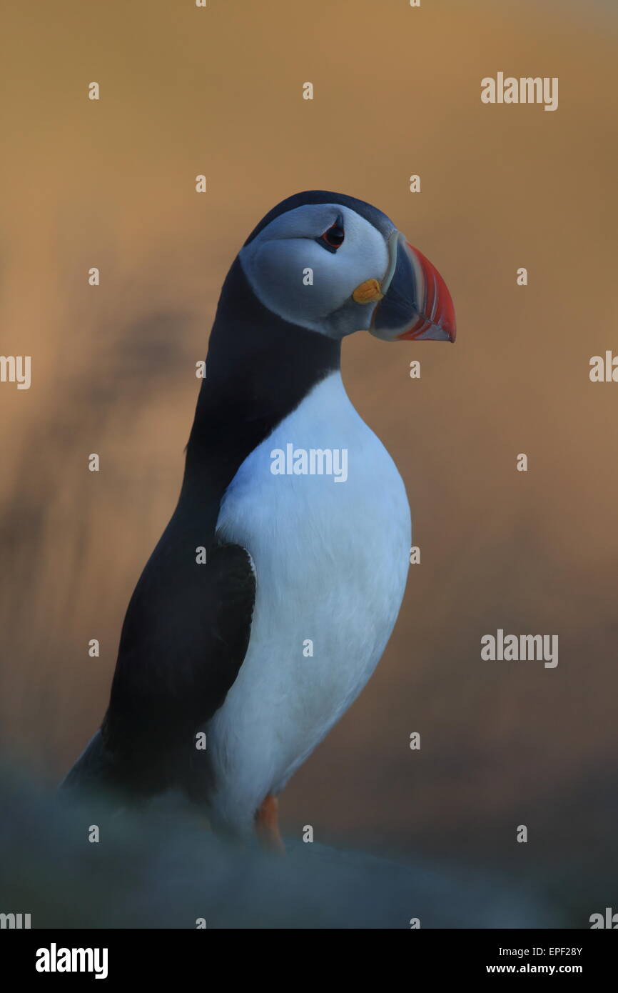 Norwegian blue parrot hi-res stock photography and images - Alamy