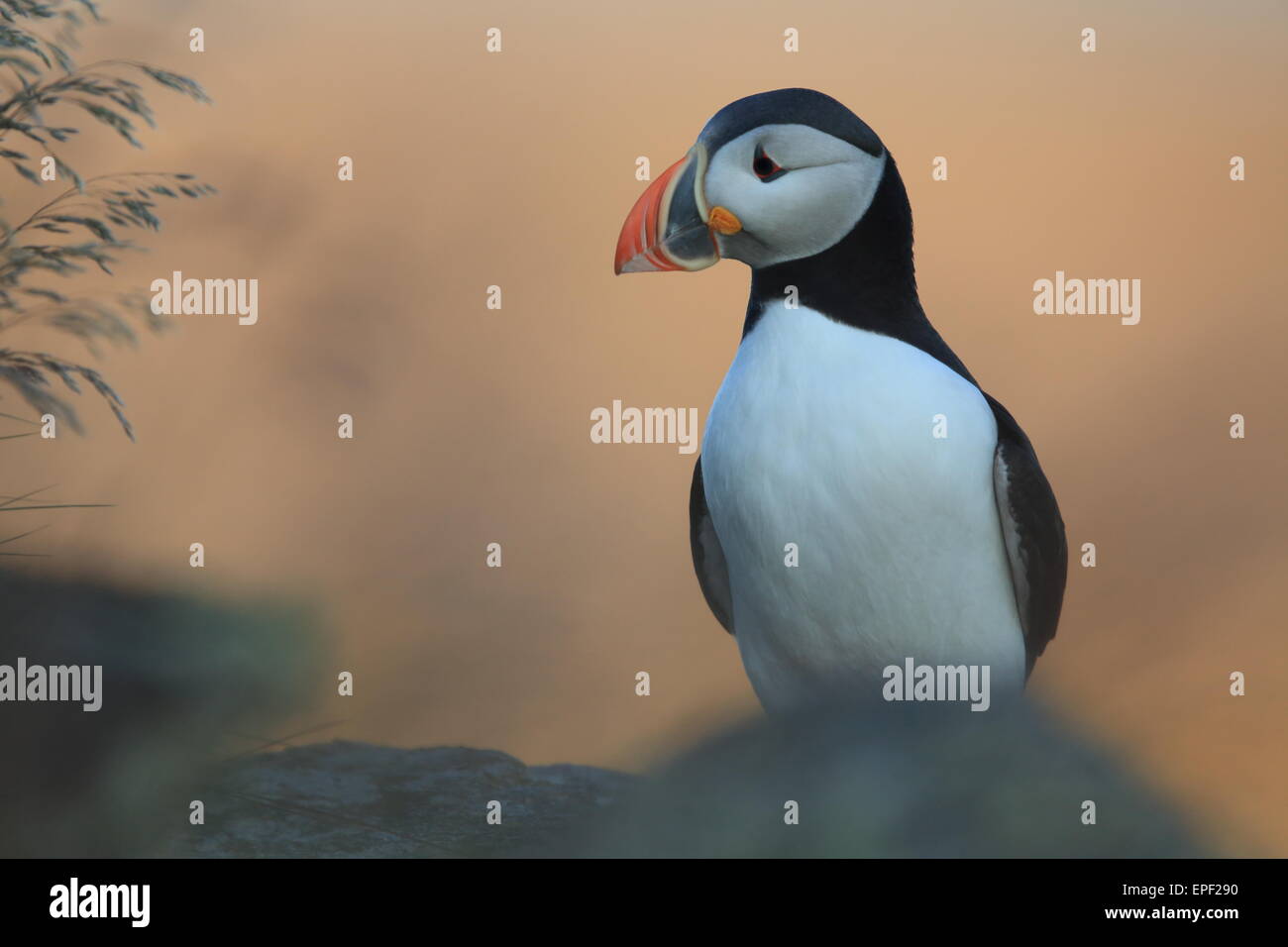 Norwegian blue parrot hi-res stock photography and images - Alamy