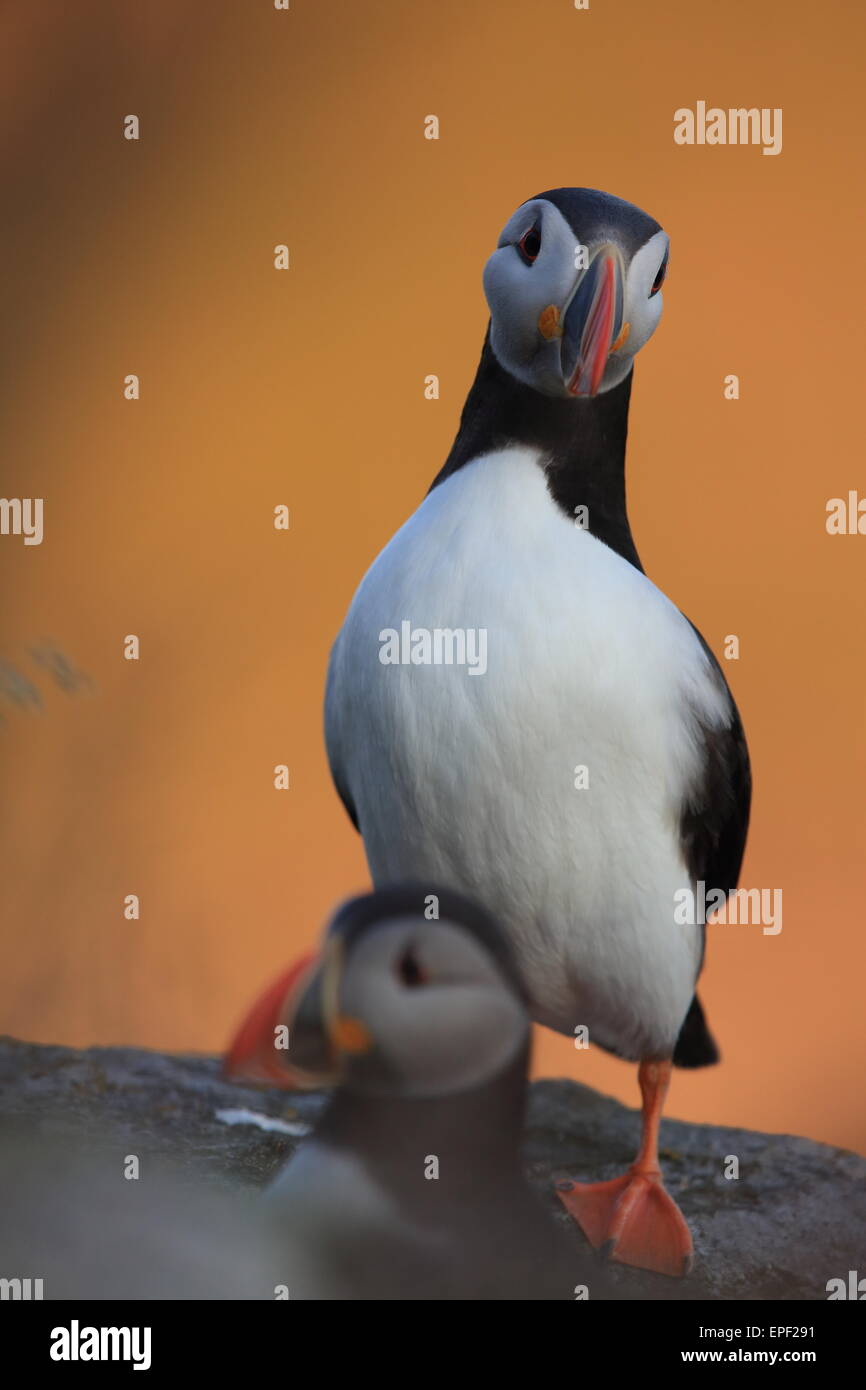 Norwegian blue parrot hi-res stock photography and images - Alamy