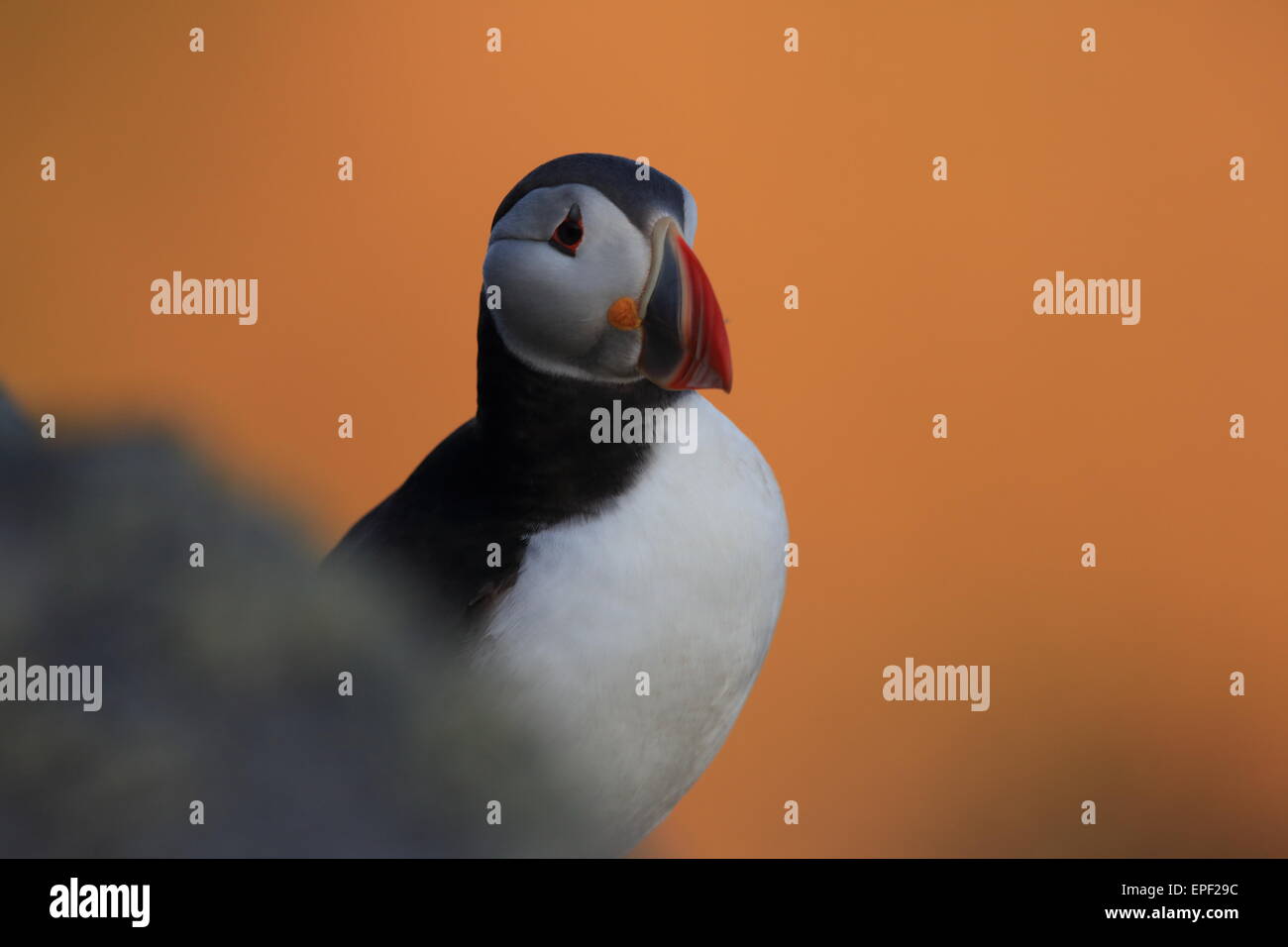 Norwegian blue parrot hi-res stock photography and images - Alamy