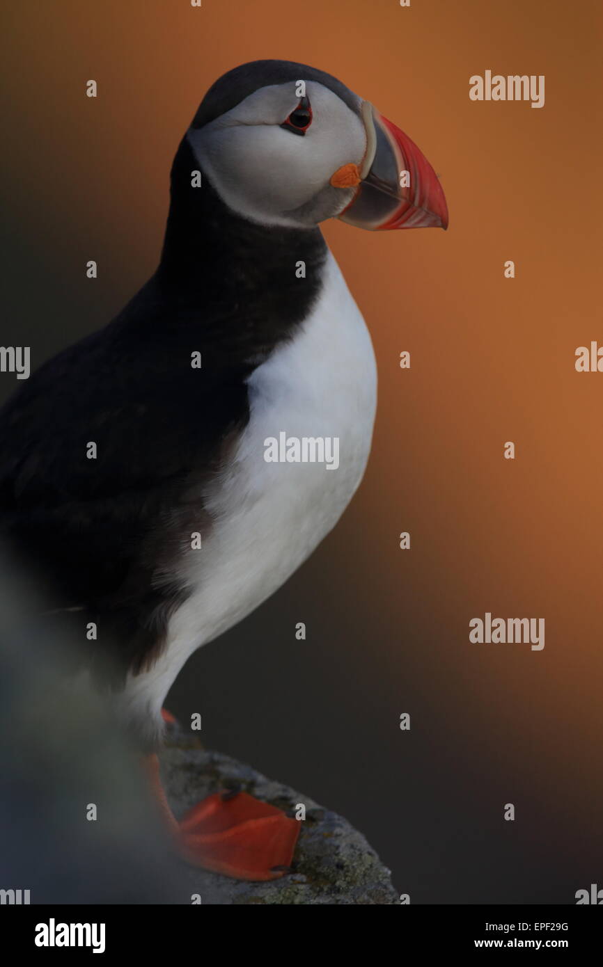 Norwegian blue parrot hi-res stock photography and images - Alamy