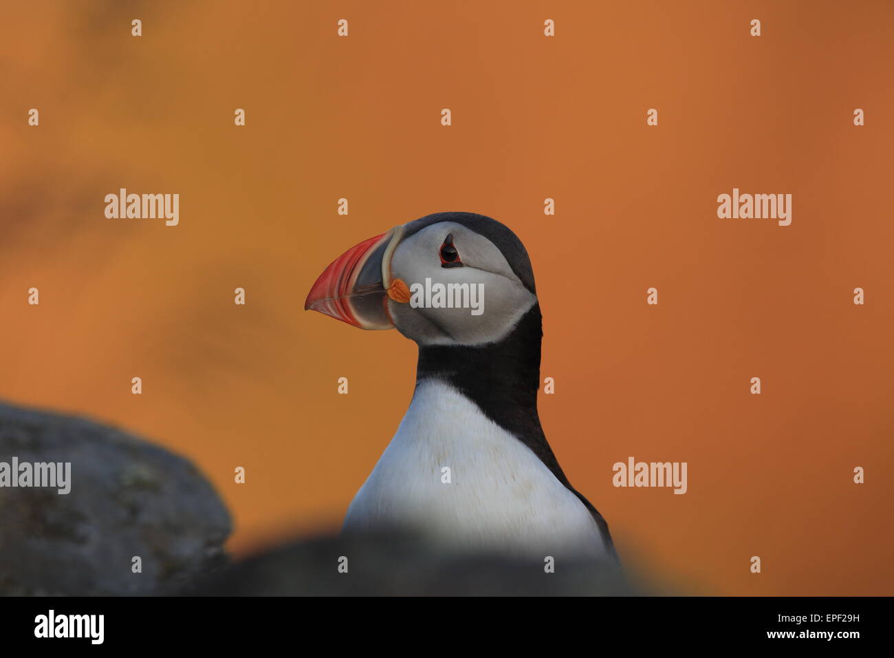 Norwegian blue parrot hi-res stock photography and images - Alamy