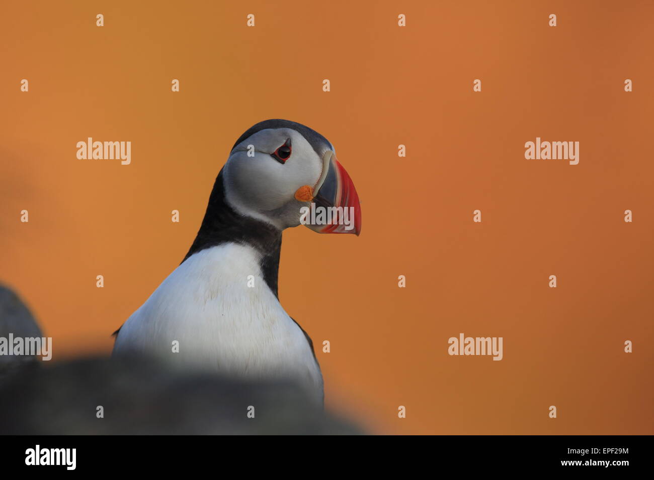 Norwegian blue parrot hi-res stock photography and images - Alamy