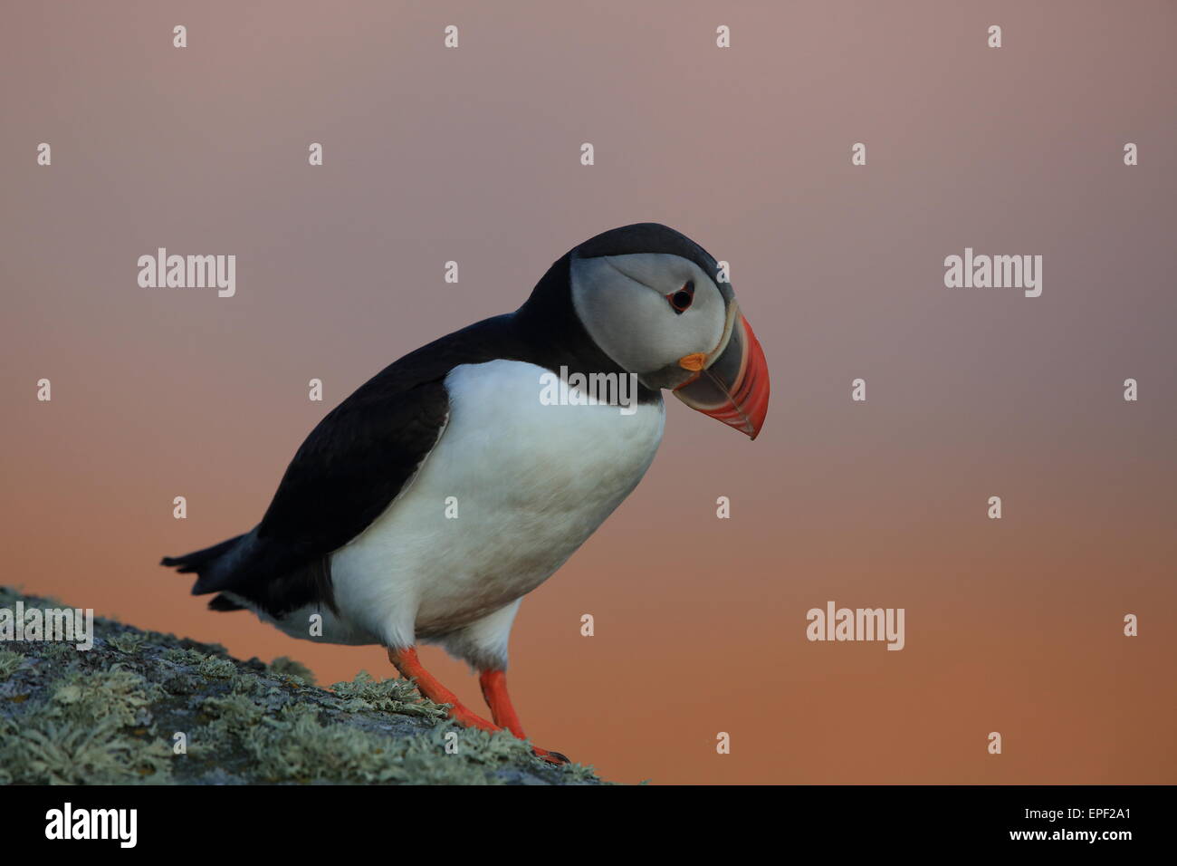 Norwegian blue parrot hi-res stock photography and images - Alamy
