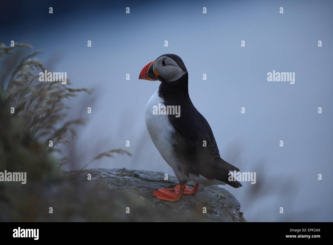 Norwegian blue parrot hi-res stock photography and images - Alamy