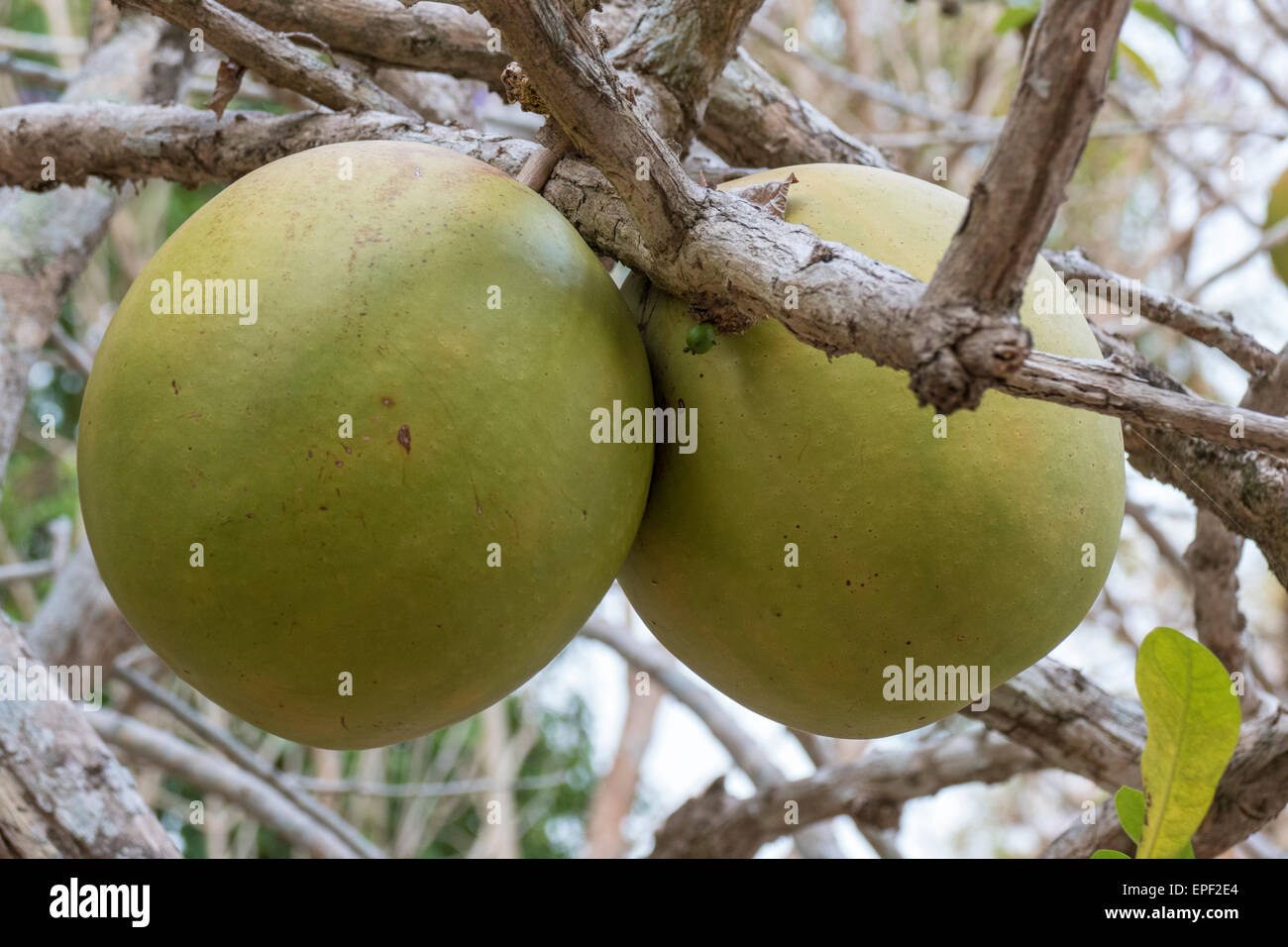 Calabash trees hi-res stock photography and images - Alamy