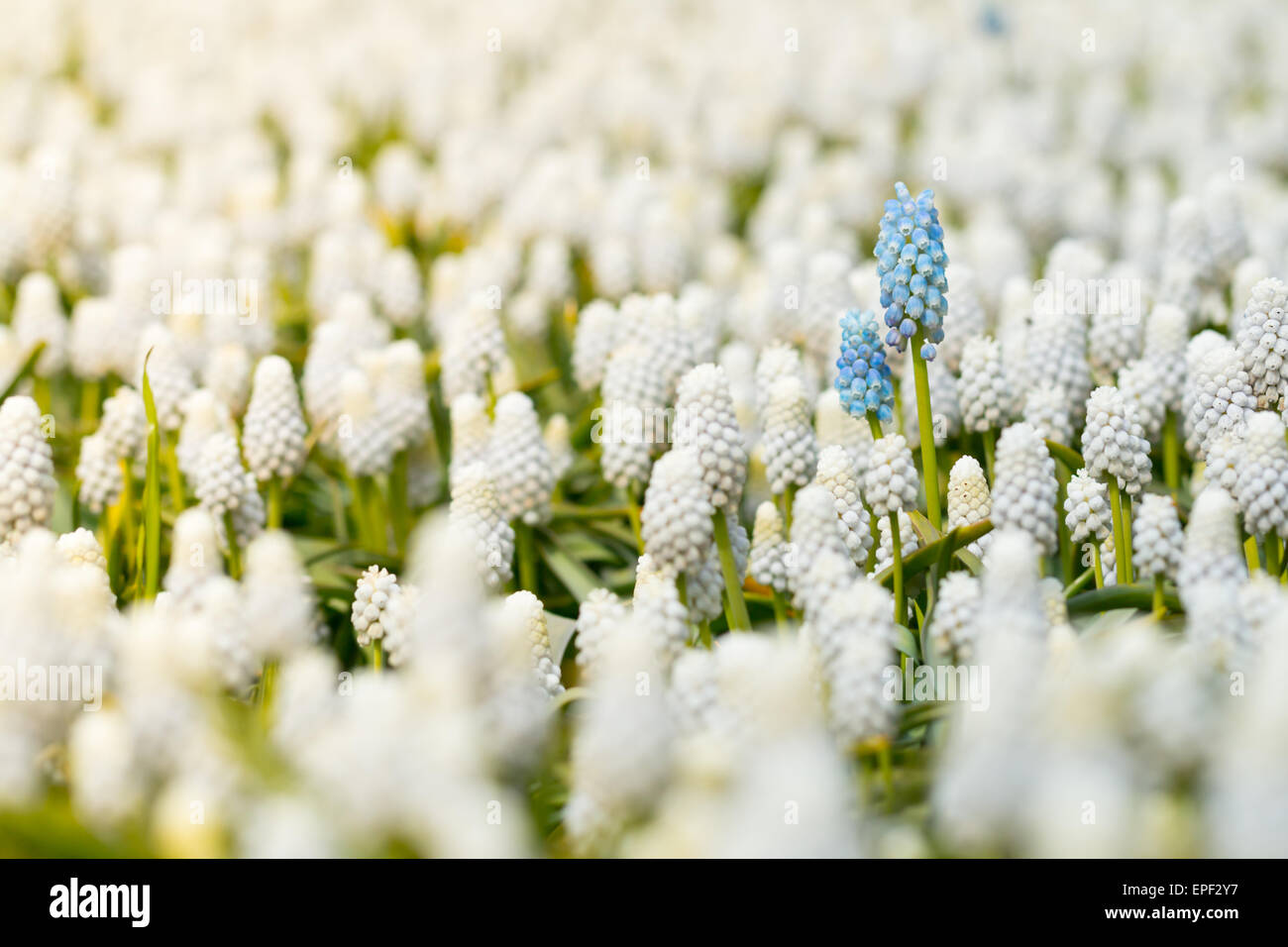 Field of grape hyacinth hi-res stock photography and images - Alamy