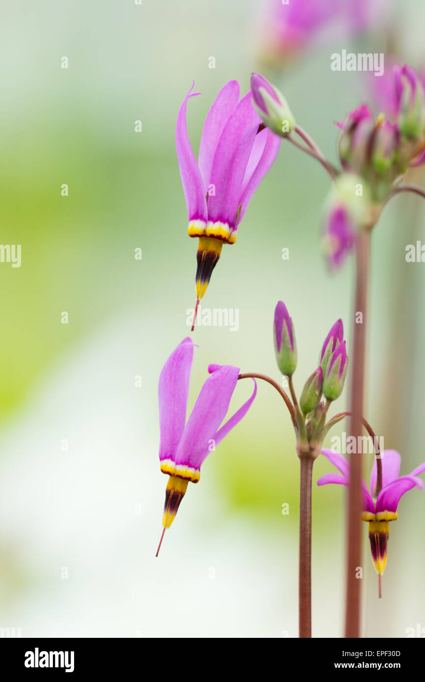 Tropical flower detail hi-res stock photography and images - Alamy