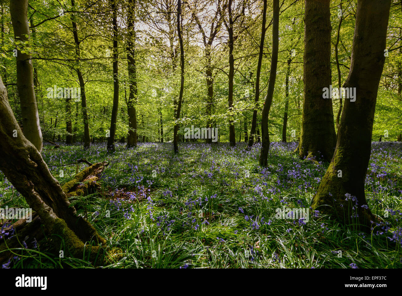 Pale tree trunks hi-res stock photography and images - Alamy