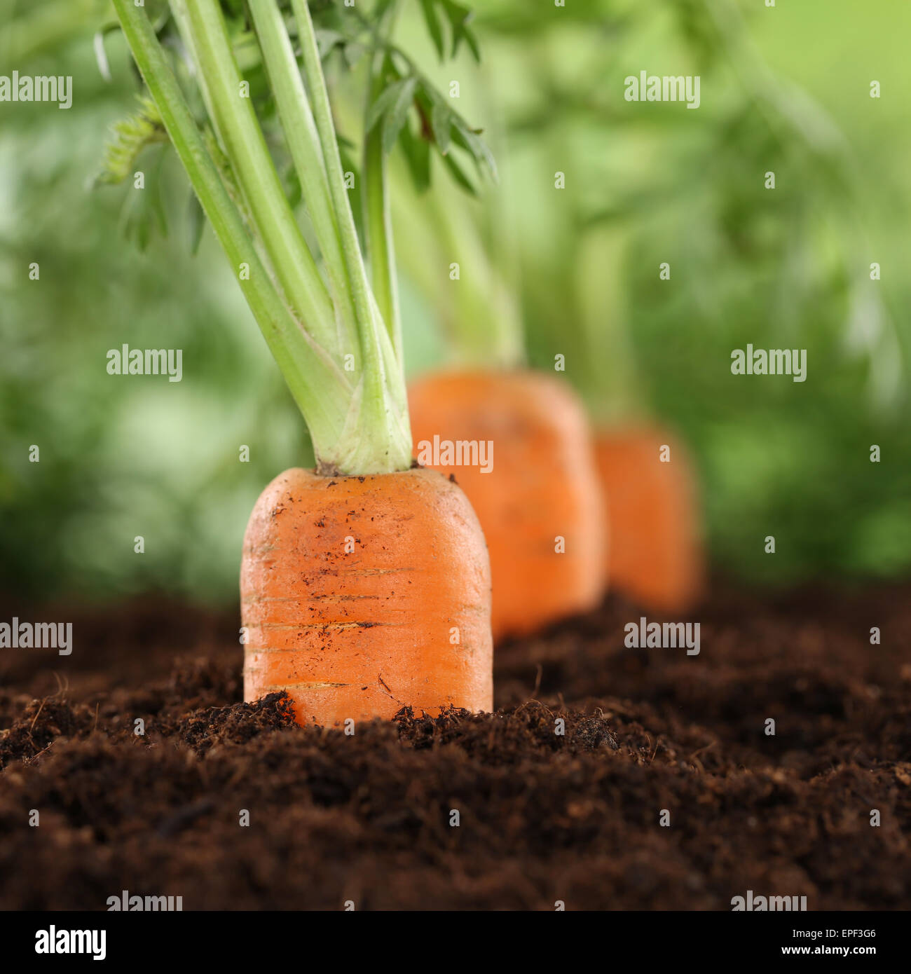 Frische Karotten im Gem├╝se Garten Stock Photo - Alamy