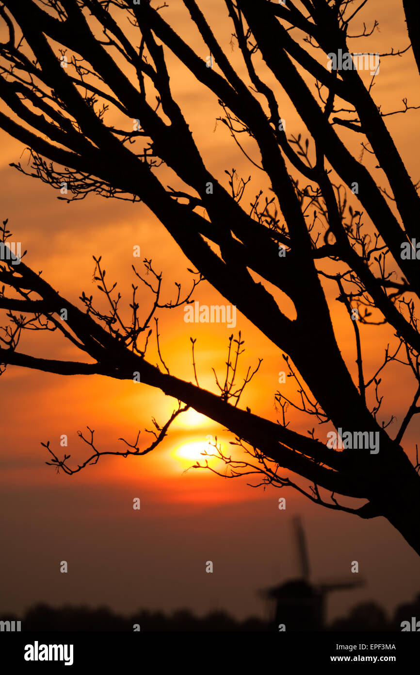 Silhouette branches sky sunset branch hi-res stock photography and ...