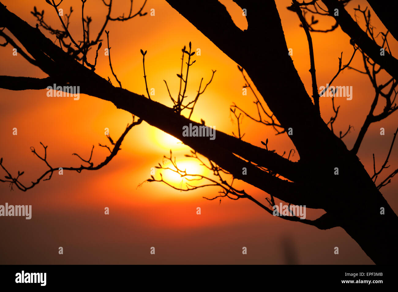 Tree branch sunset hi-res stock photography and images - Alamy