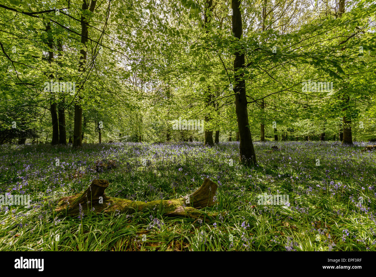 Dappled sunshine hi-res stock photography and images - Alamy