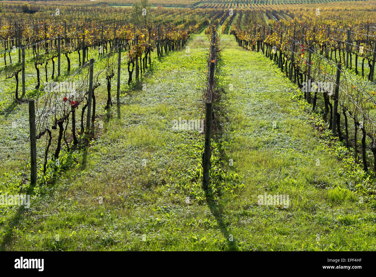 Grapes fields during winter hi-res stock photography and images - Alamy
