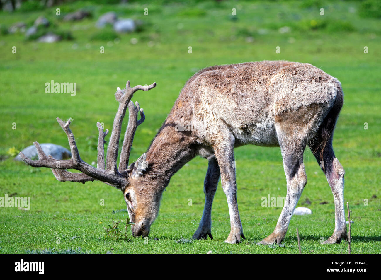 Pere David's deer (Elaphurus davidianus), also known as the milu Stock ...