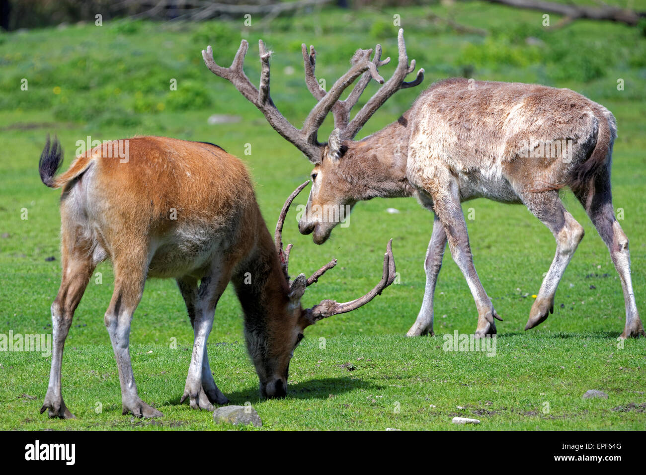 Pere David's deers (Elaphurus davidianus), also known as the milu Stock ...
