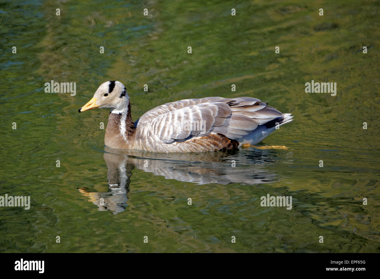 Bar-headed goose (Anser indicus) is a goose that breeds in Central Asia ...