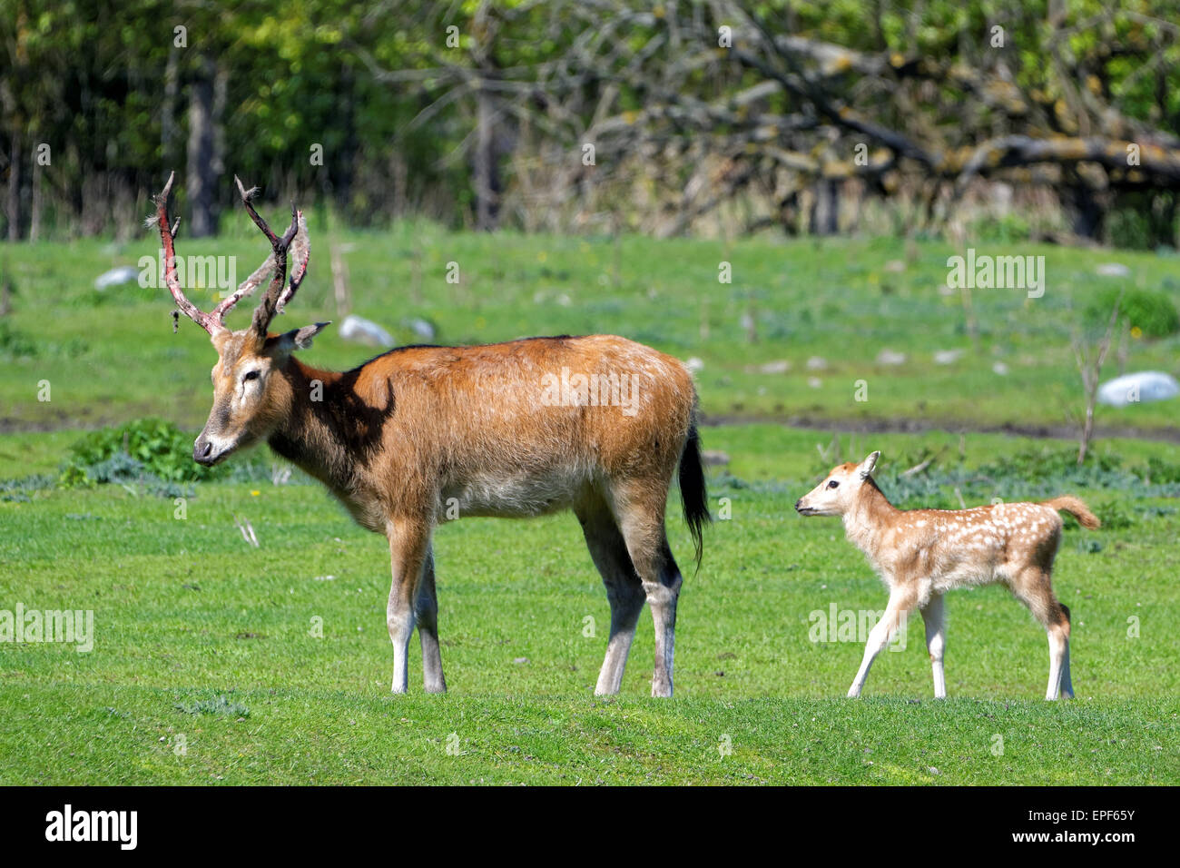 Milu park hi-res stock photography and images - Alamy