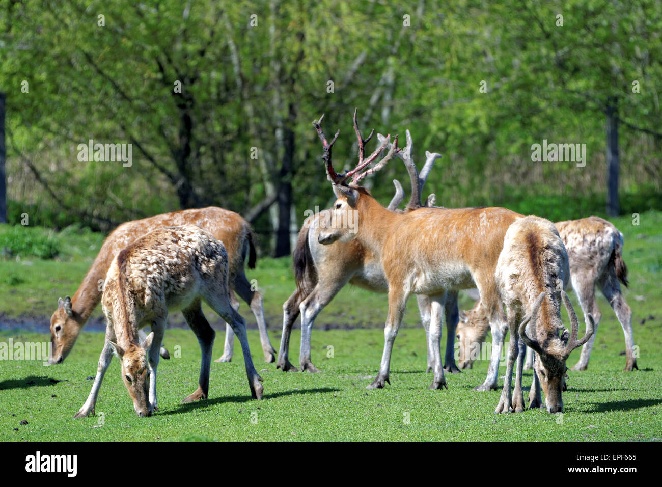 Pere David's deers (Elaphurus davidianus), also known as the milu Stock ...