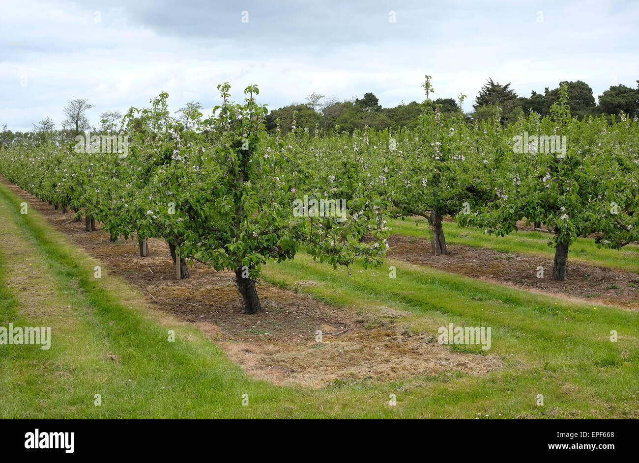 Orchard rows fruit trees hi-res stock photography and images - Alamy