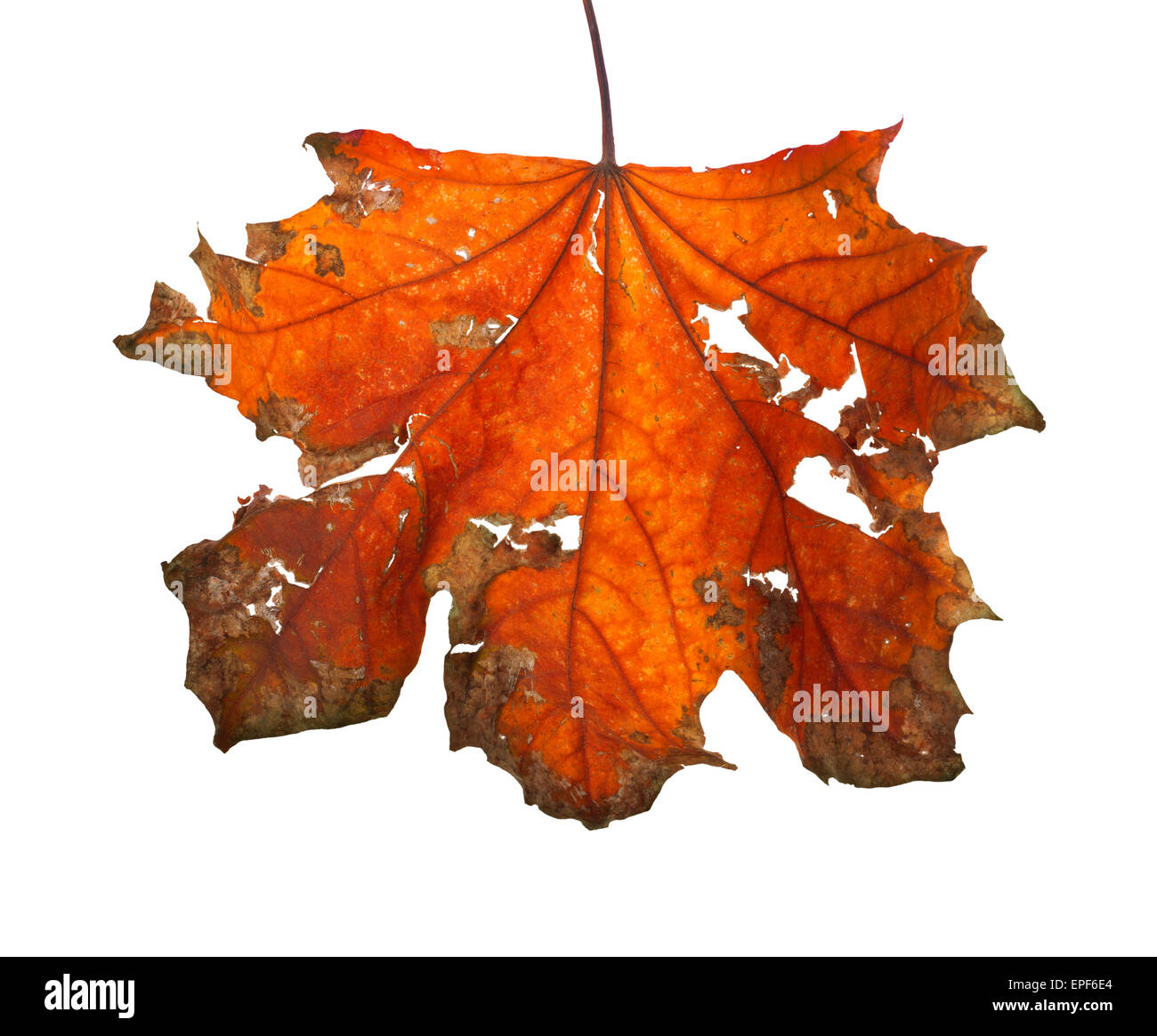 Autumn maple branch with leaves isolated on a white background Stock ...