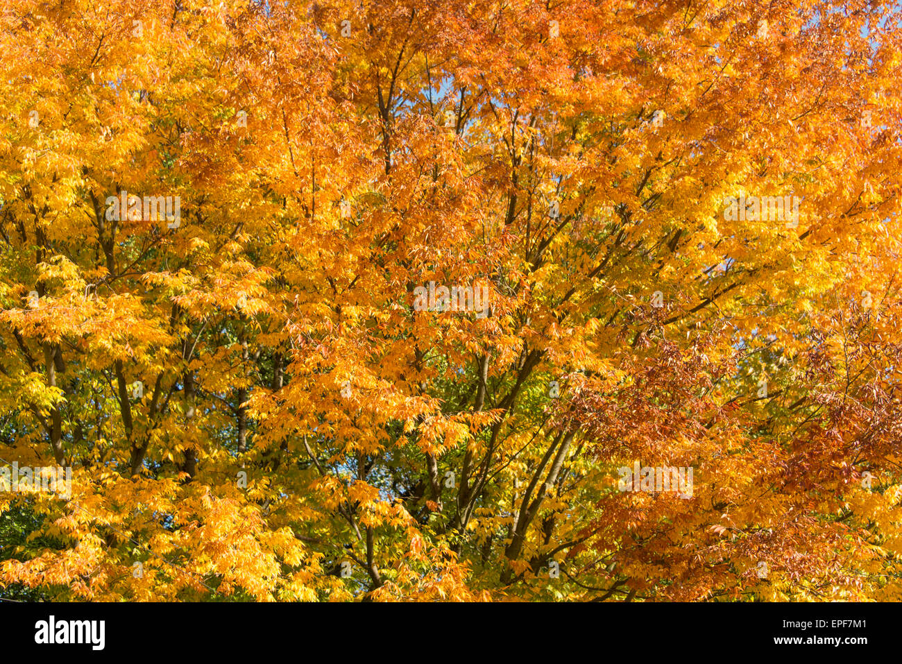 Trees during bright autumn day Stock Photo - Alamy