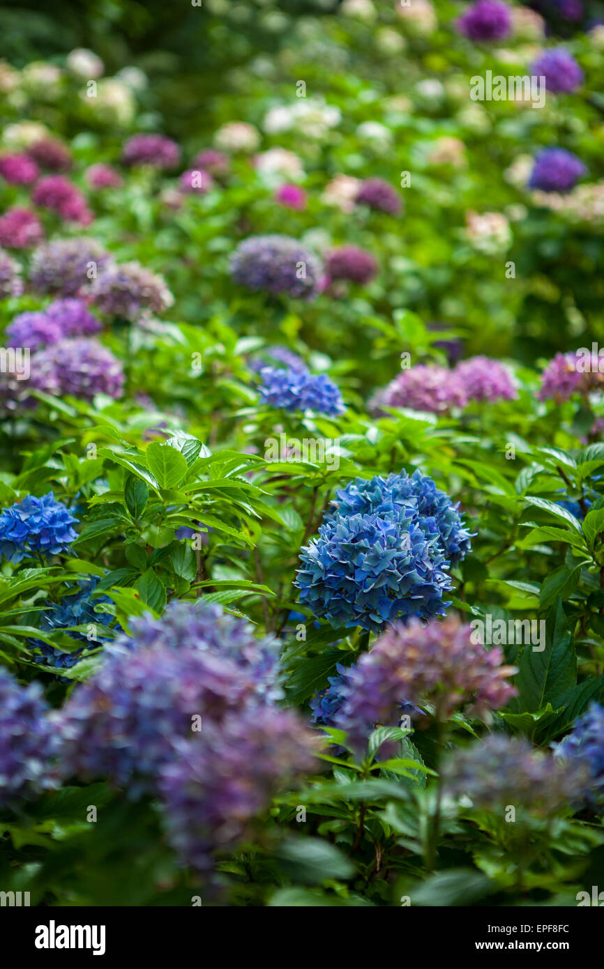 color hydrangea flowers in garden Stock Photo - Alamy