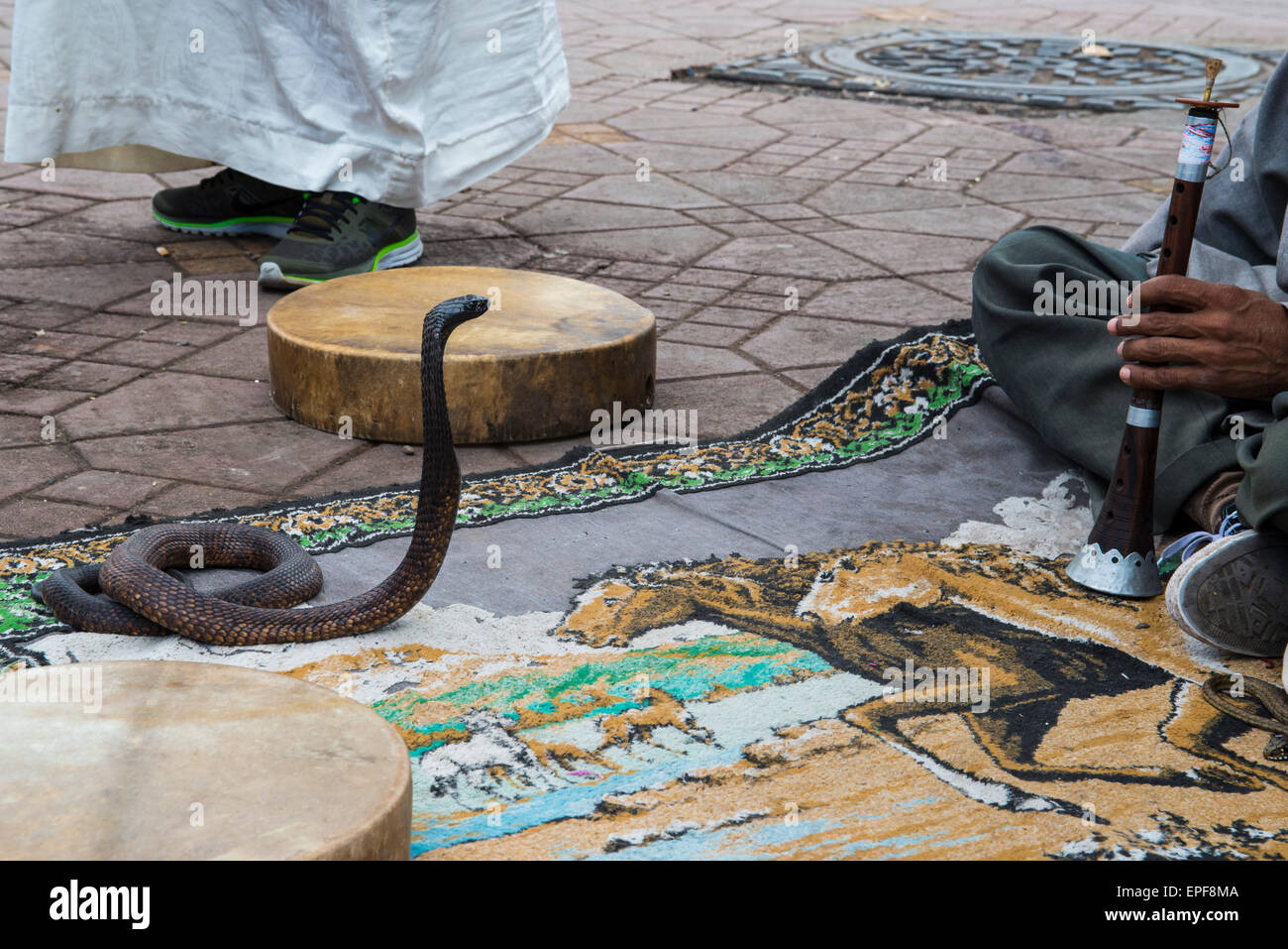 Dancing cobra hi-res stock photography and images - Alamy